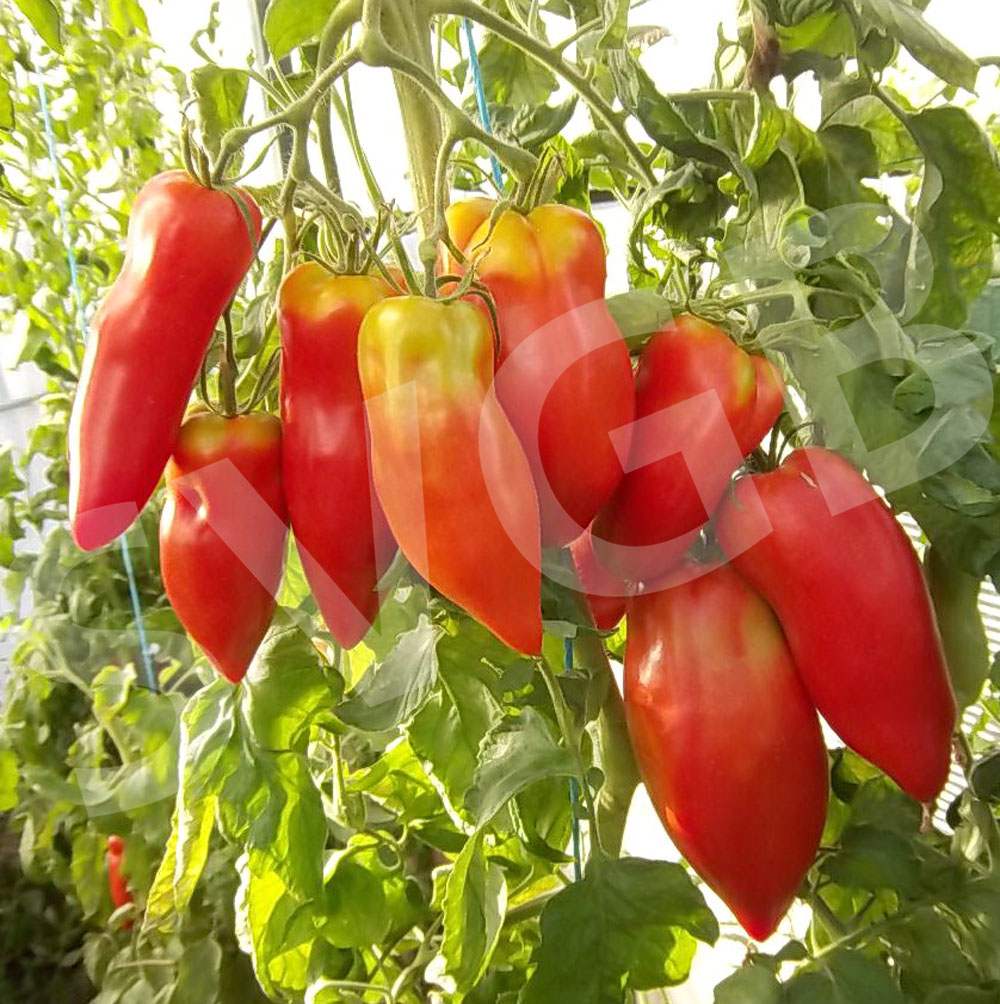 Banca de Resurse Genetice Vegetale „Mihai Cristea” Suceava